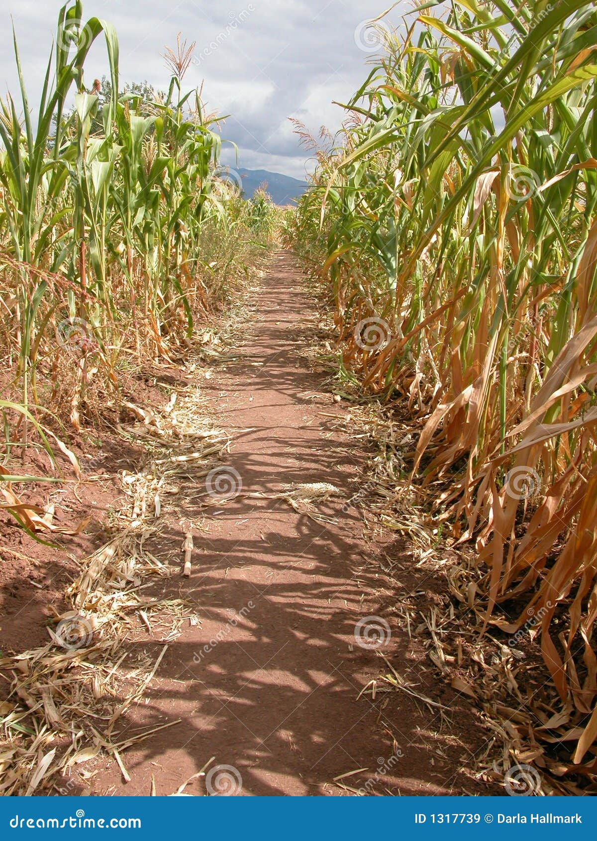 Path in the corn stock image. Image of tassel, path, corn - 1317739