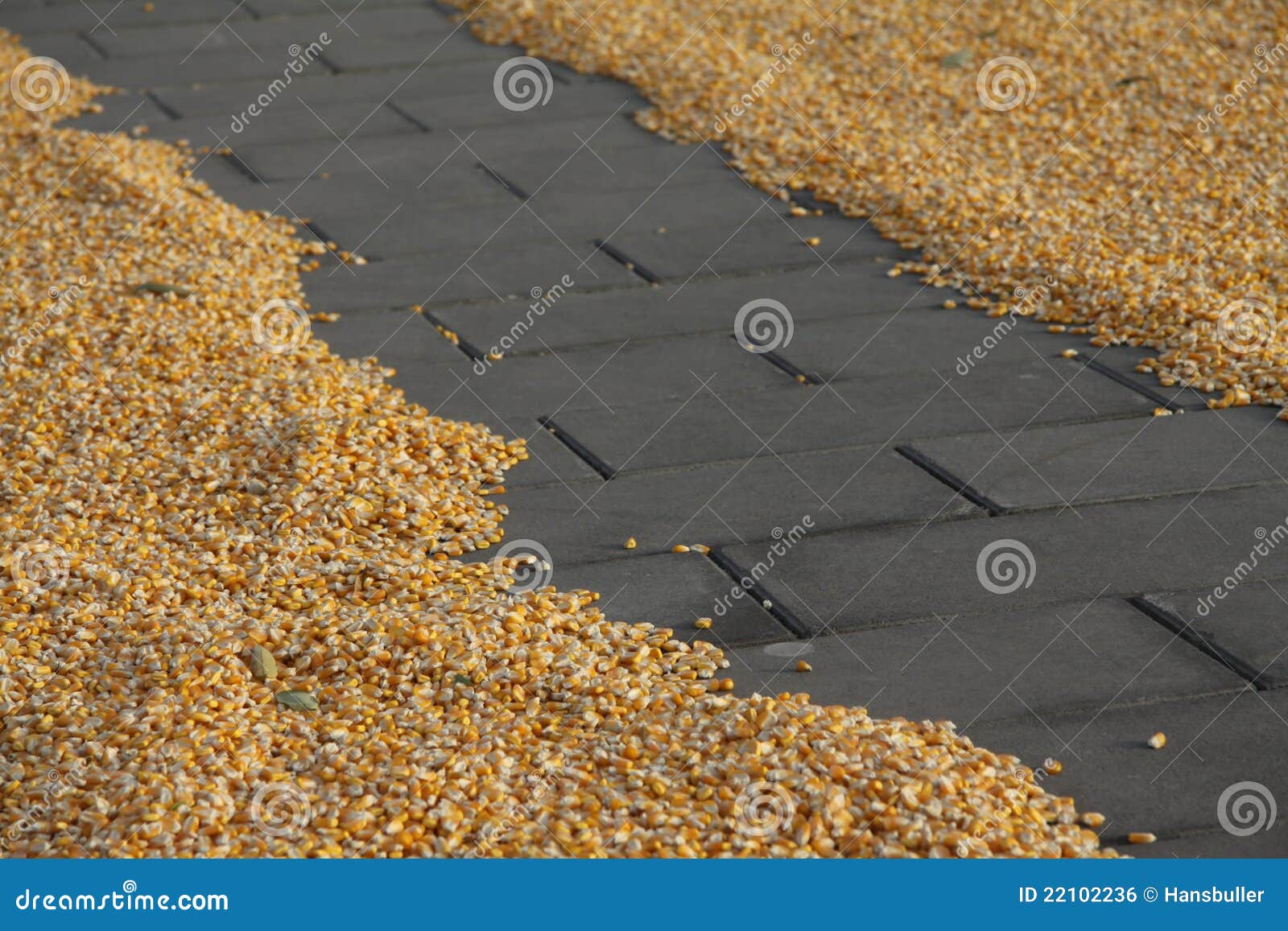 A path in the corn stock photo. Image of farm, daytime - 22102236