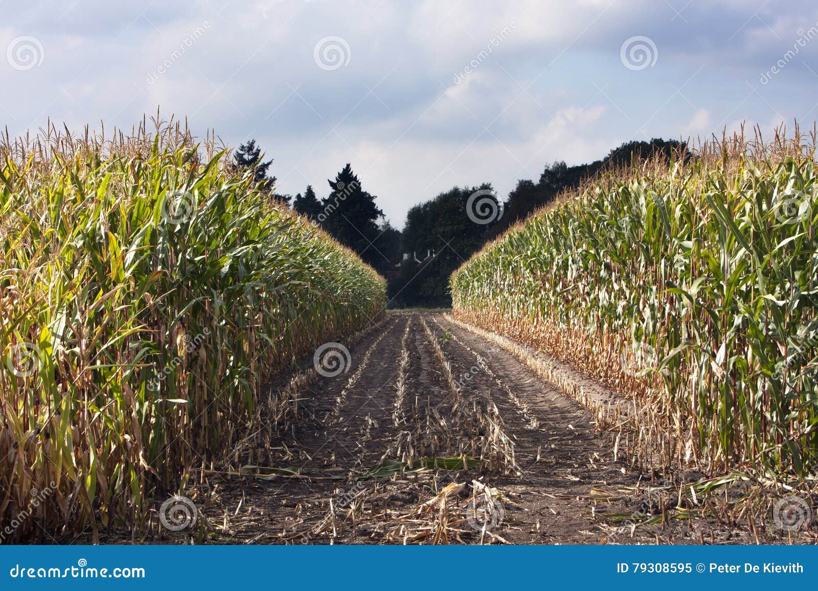 Path in a corn field stock image. Image of green, grain - 79308595