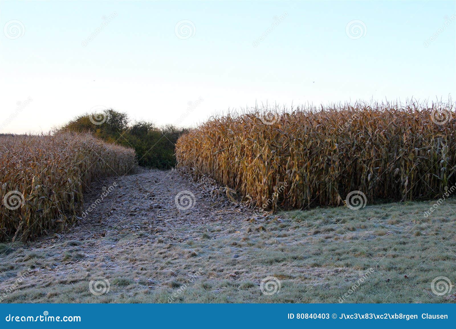 Path in the Corn Field with Frost Stock Image - Image of november ...