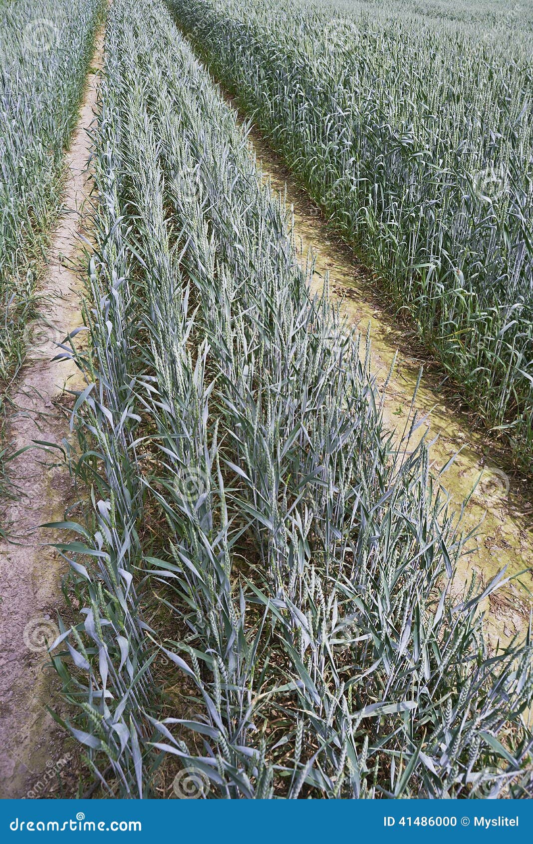Path corn field stock photo. Image of group, corn, agricultural - 41486000