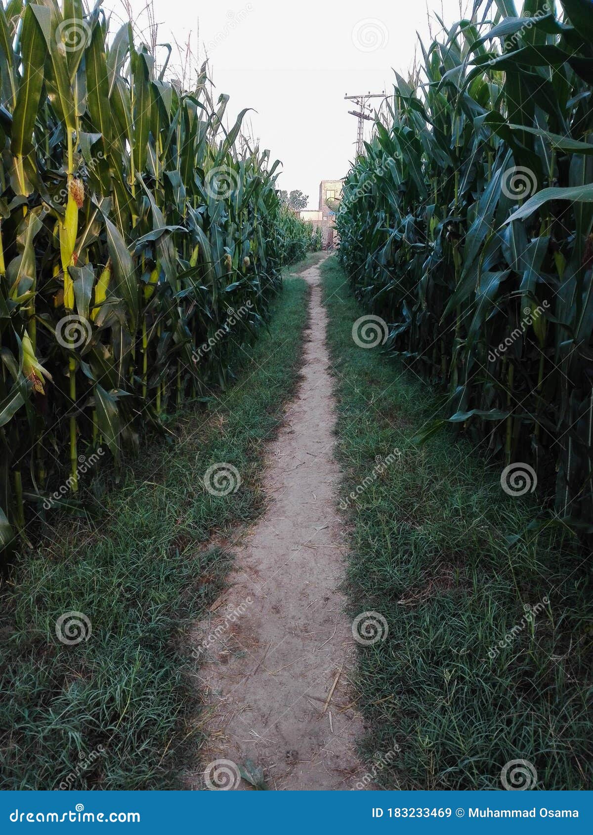 The Path between the Corn Fields. Stock Image - Image of produce ...