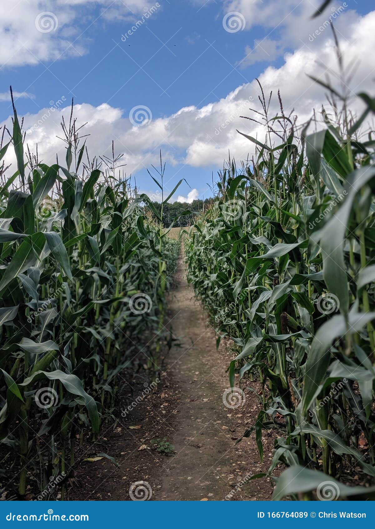 Path through cornfield stock image. Image of grass, plant - 166764089
