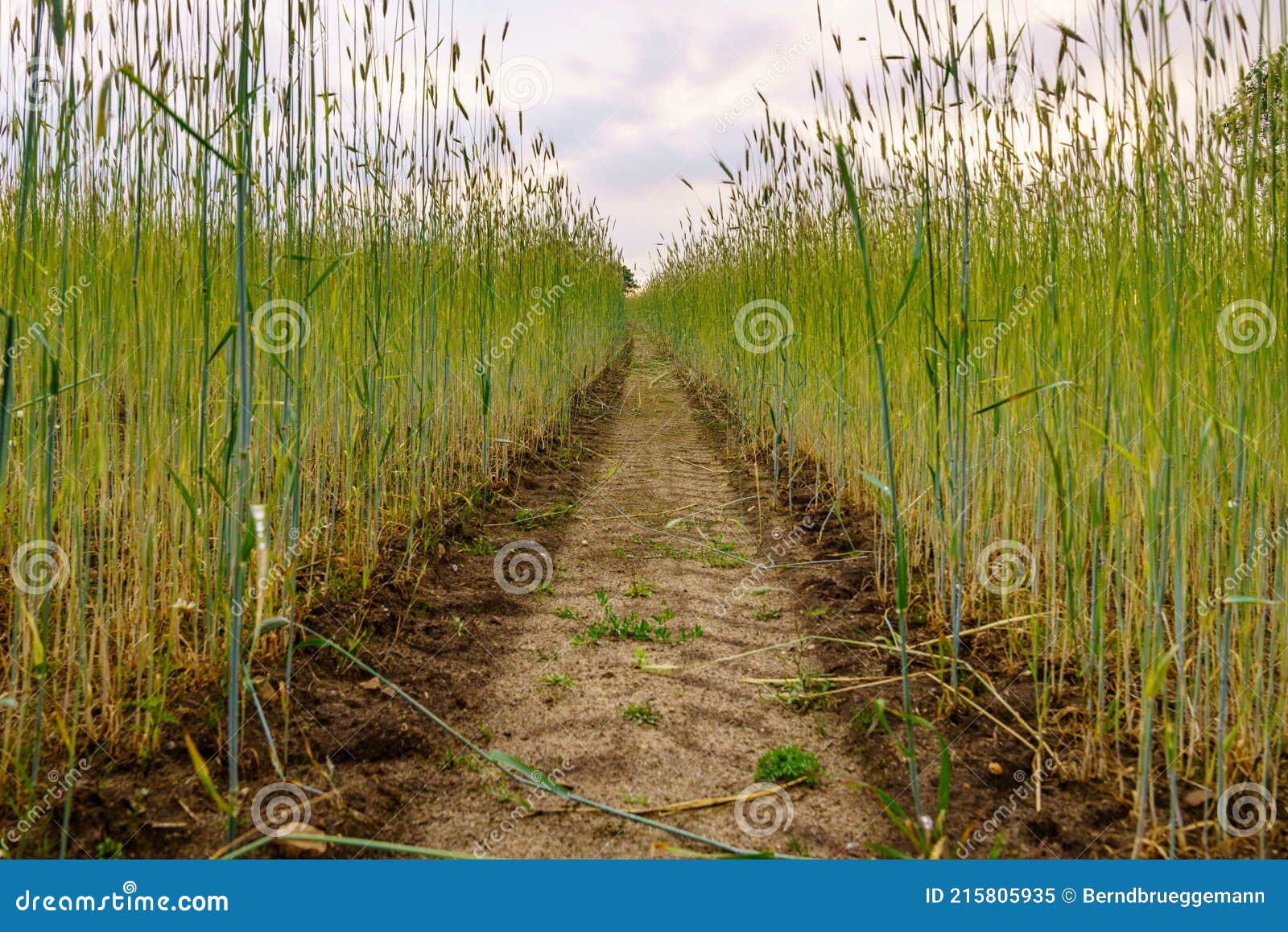 A path through a cornfield stock image. Image of natural - 215805935