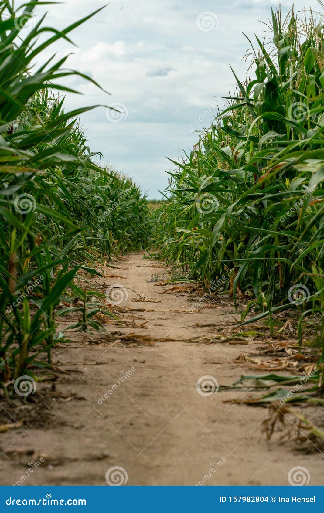 Path through a Cornfield Leading To the Horizon Stock Photo - Image of ...
