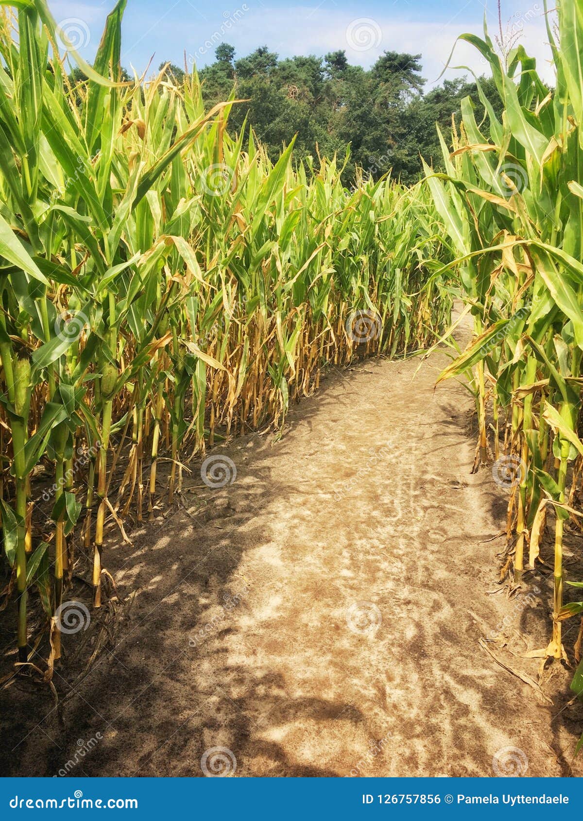 Path in a cornfield maze stock photo. Image of agriculture - 126757856