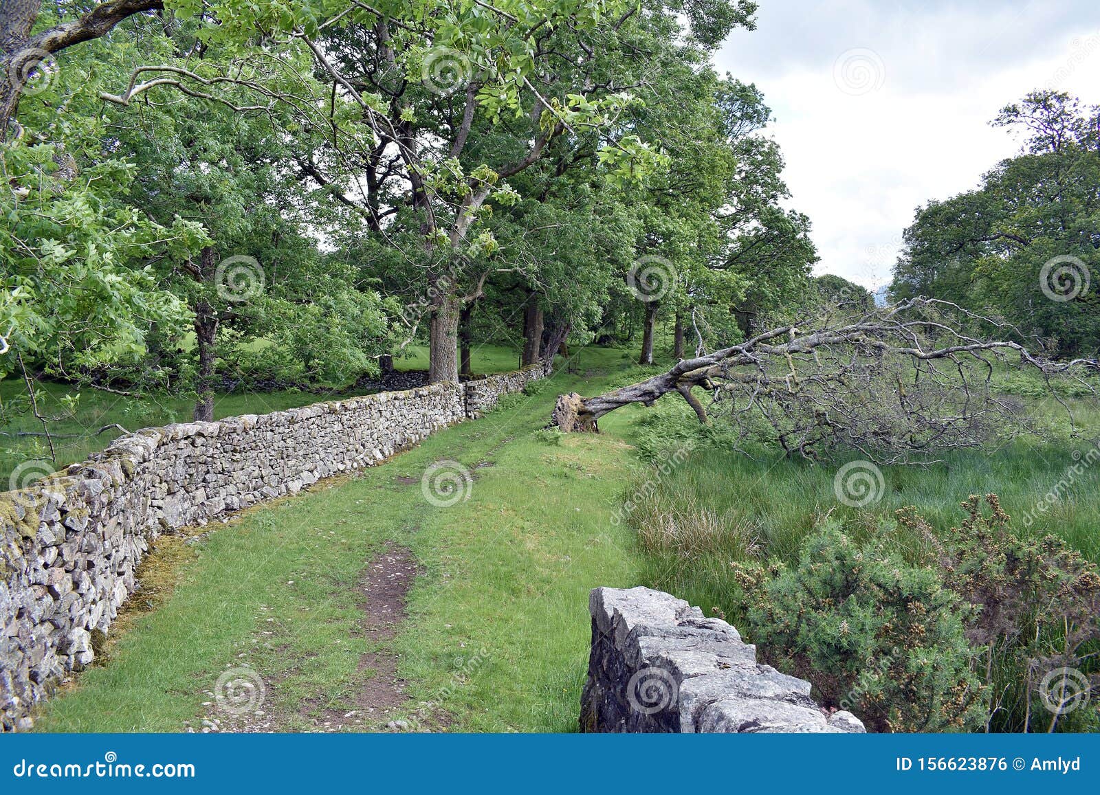 Path in Countryside with a Broken Tree Stock Photo - Image of natural ...