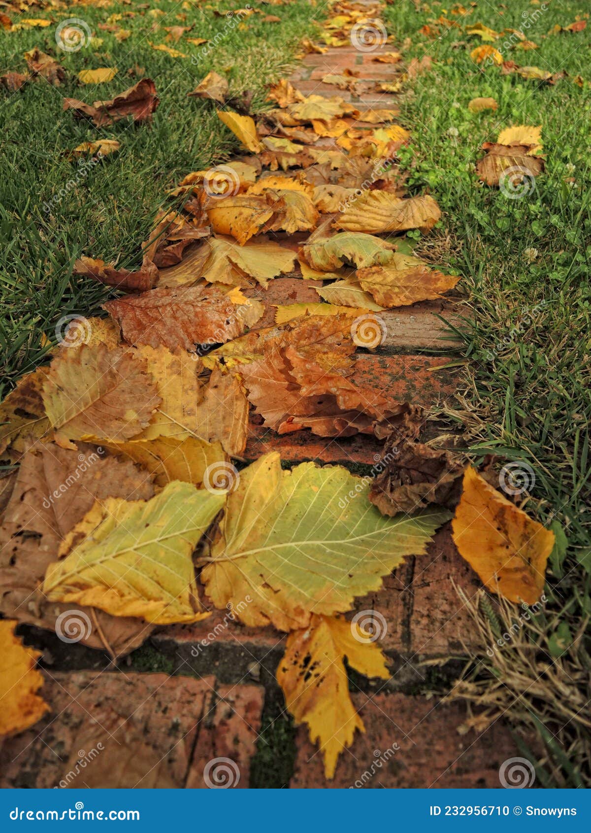 Path Covered with Autumn Leaves Stock Photo - Image of autumn, fall ...