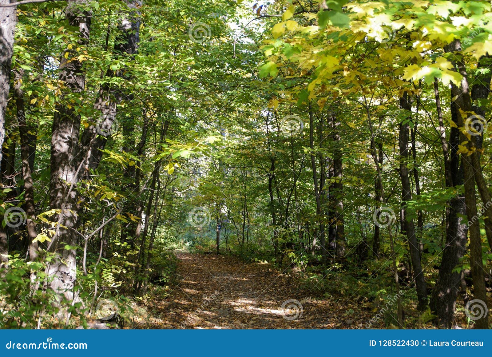 Path Going through the Green Leaves in a Forest in Southern Minnesota ...