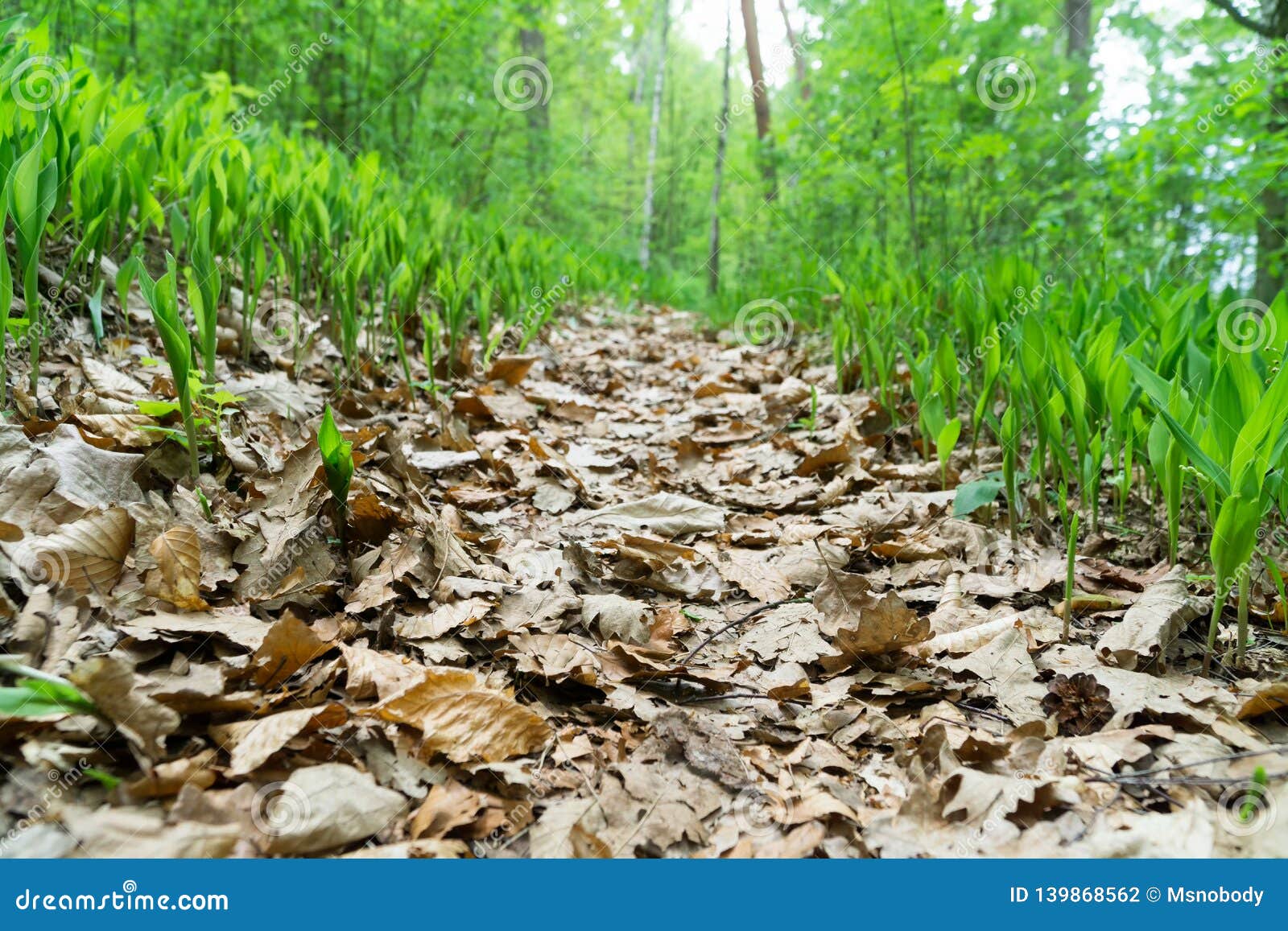 Path Covered with Dry Oak and Beech Leaves in the Forest. Stock Photo ...