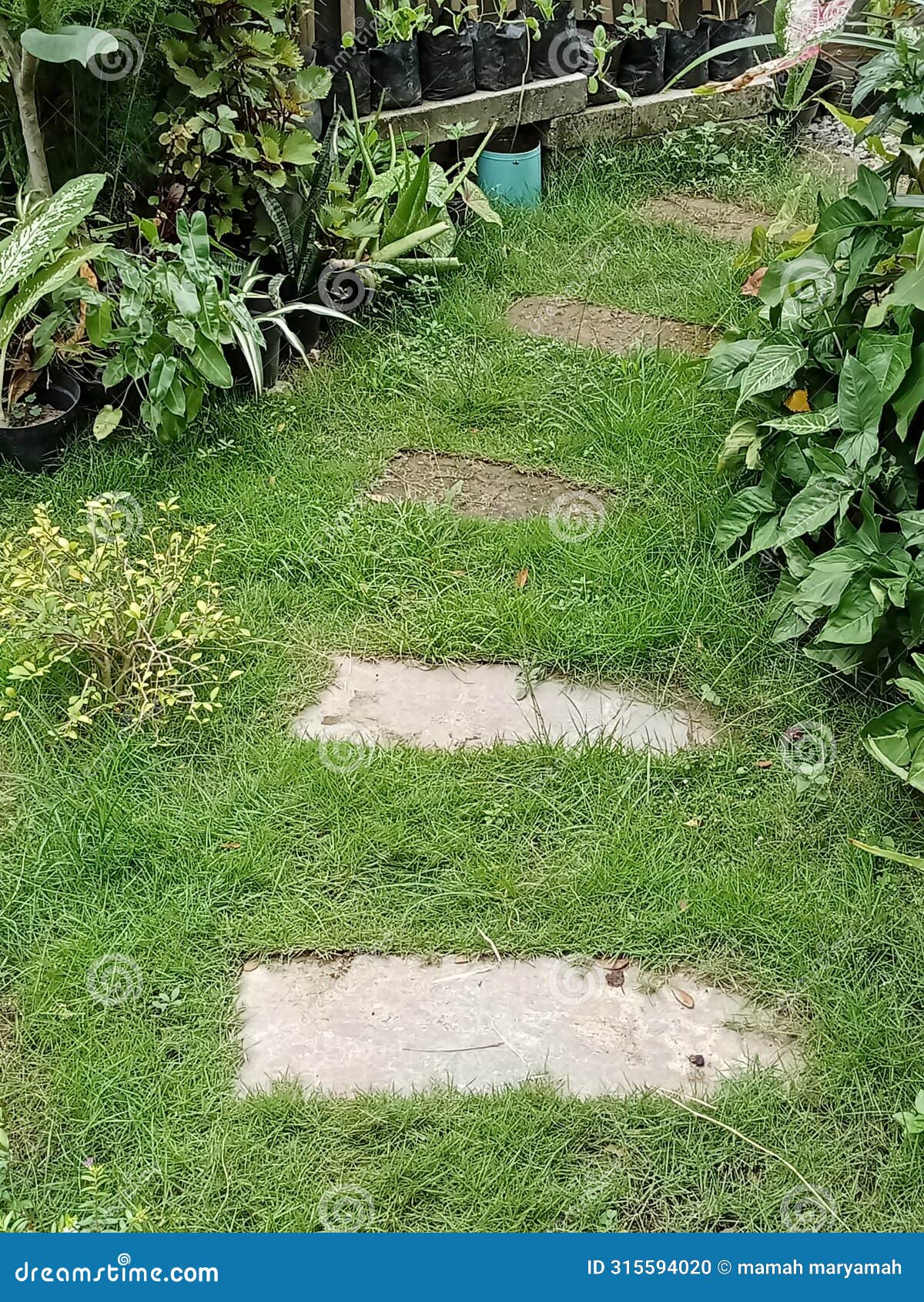 Path Covered with Green Grass in the Front Yard Stock Photo - Image of ...