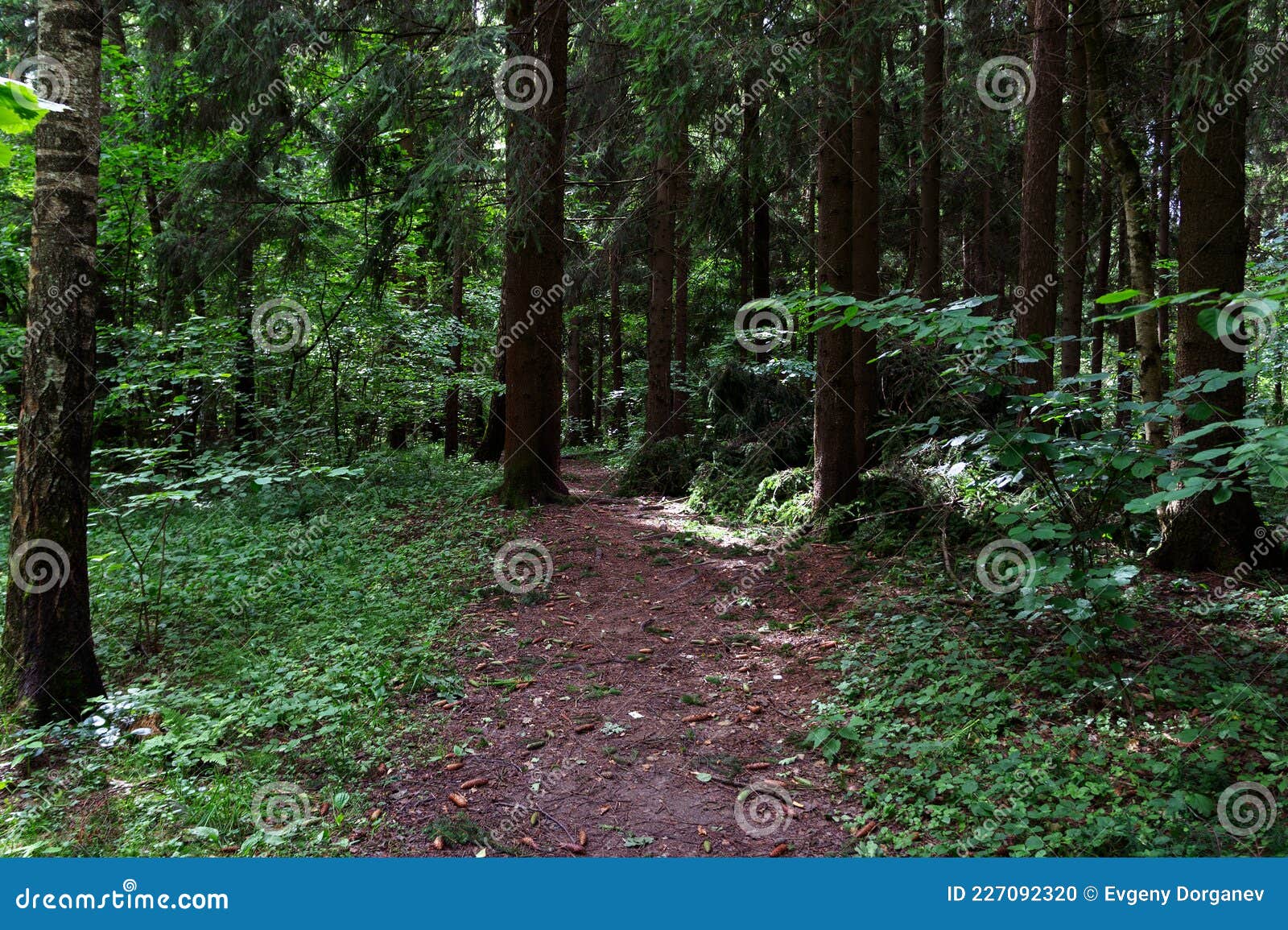 Path in the Coniferous Forest Russia Taiga Stock Photo - Image of lush ...