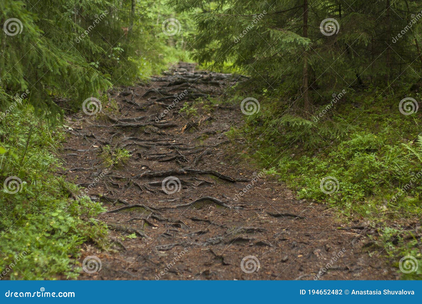 A Path Covered with Tree Roots in a Forest. Rainy Day in Woods Stock ...