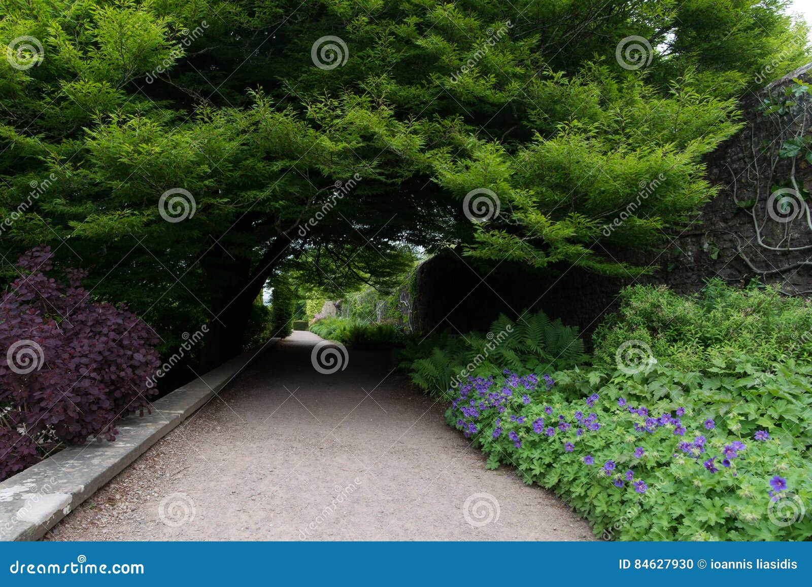 Path Covered with Vegetation Stock Photo - Image of branches, covered ...