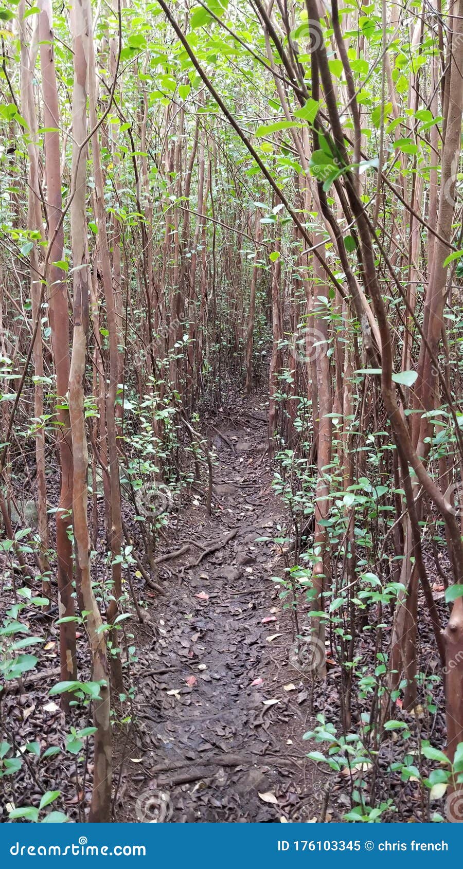 Path Created from Foot Traffic Over Time Stock Image - Image of traffic ...