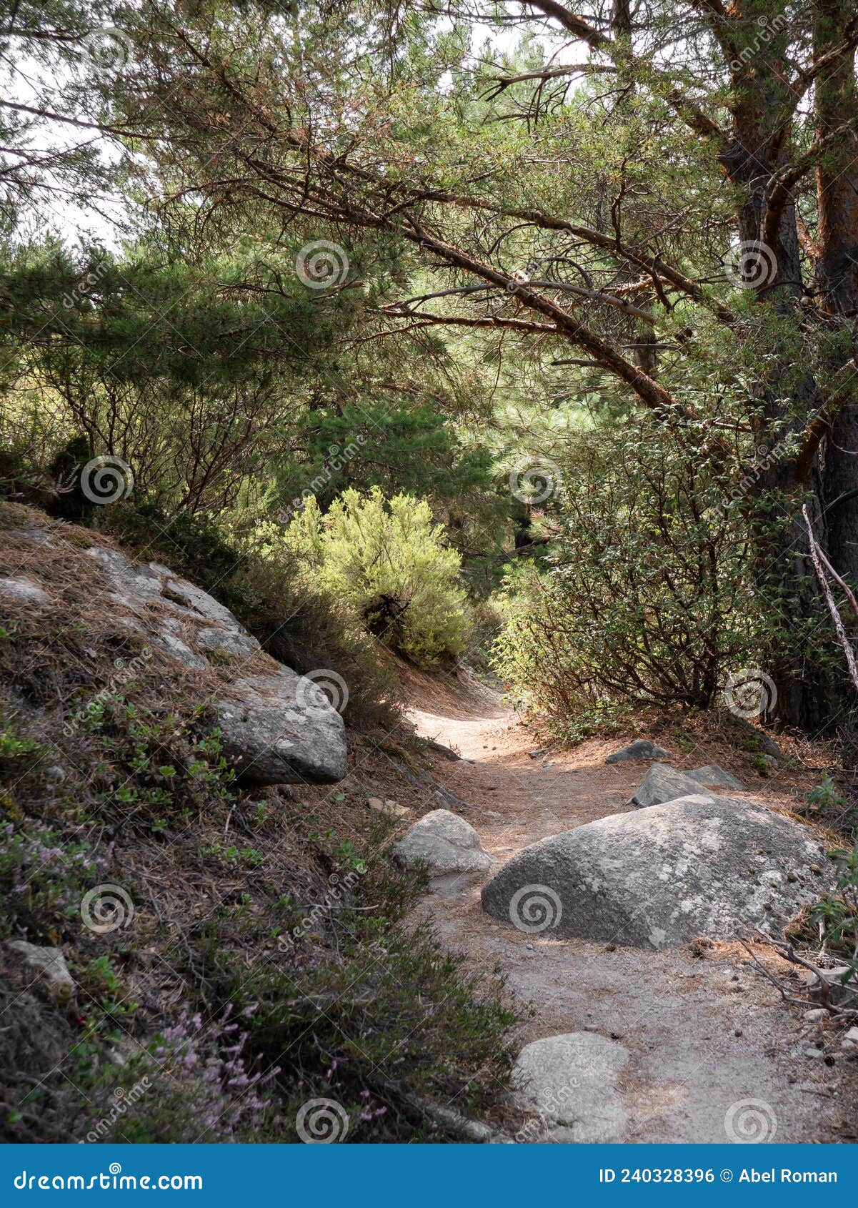 Path Created in a Forest of Earth and Stones Surrounded by Large Rocks ...