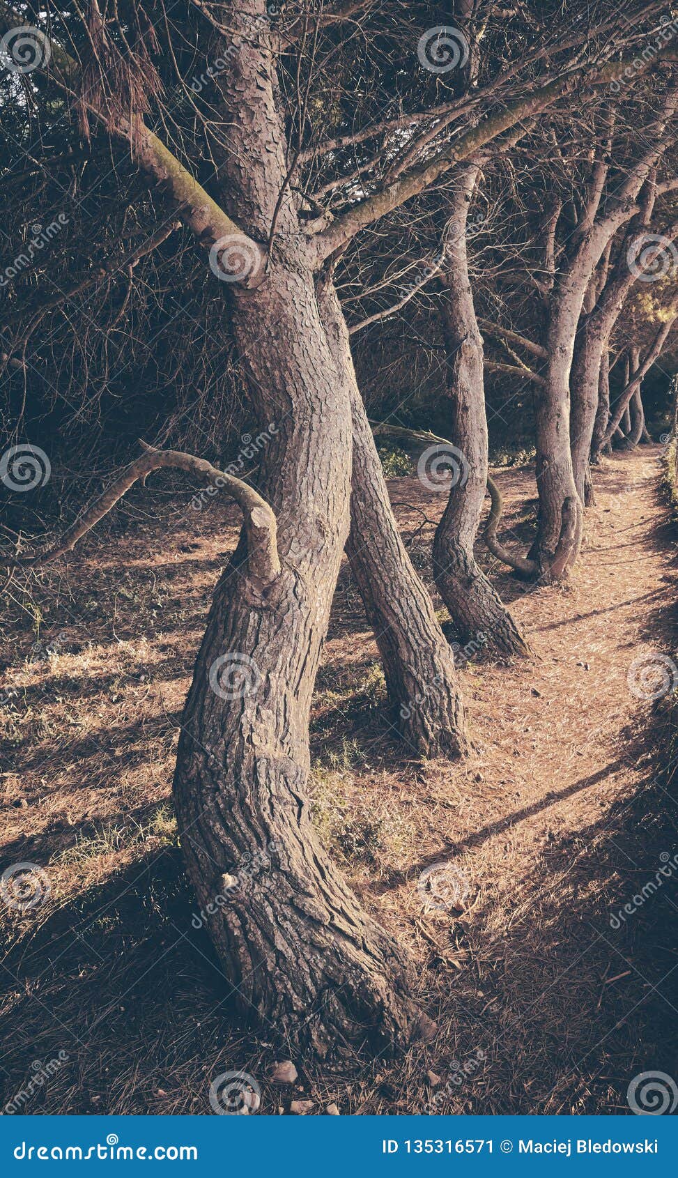 Path by a crooked trees stock image. Image of mysterious - 135316571
