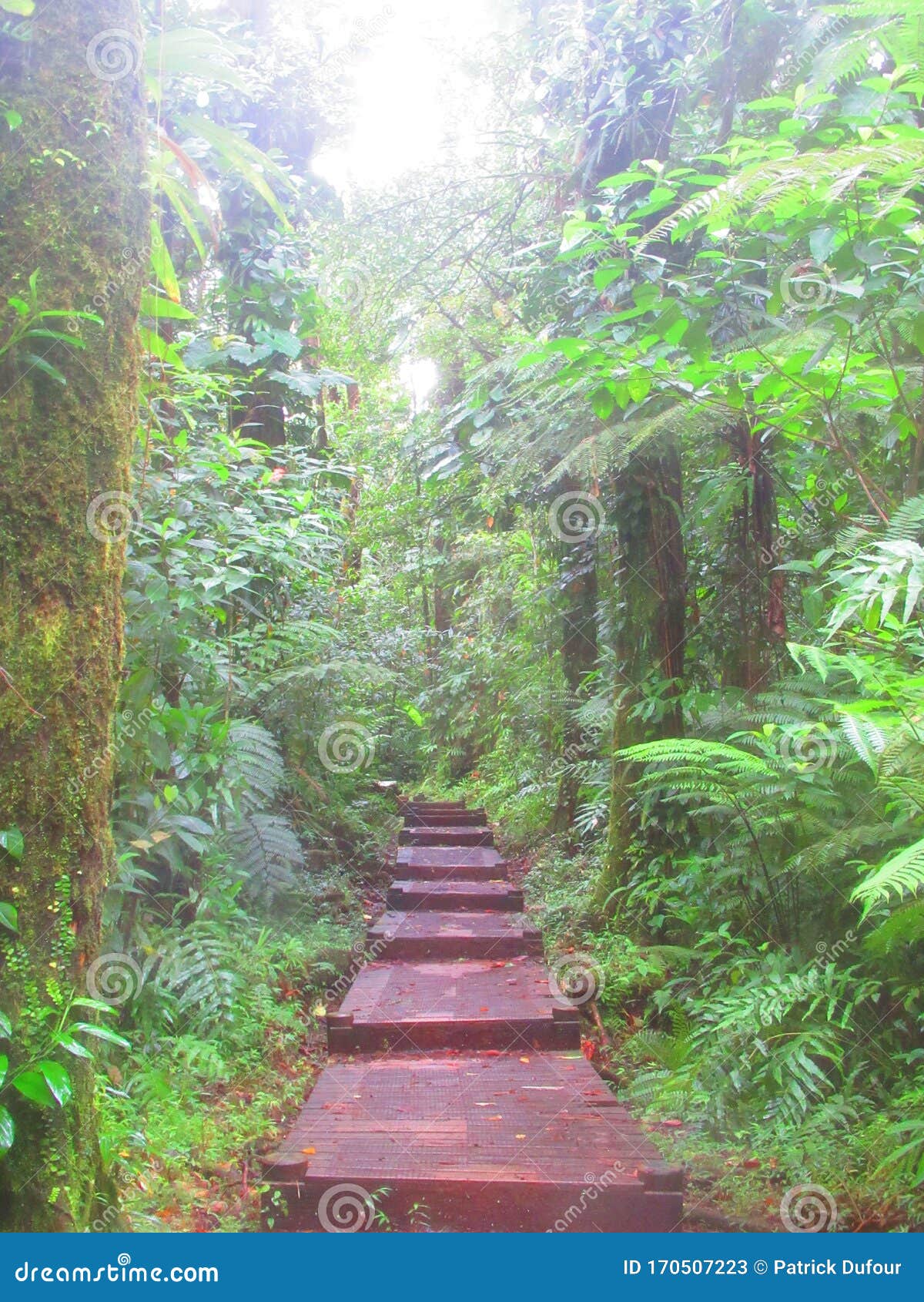 A Path Crosses the Lush Tropical Forest Stock Image - Image of ...