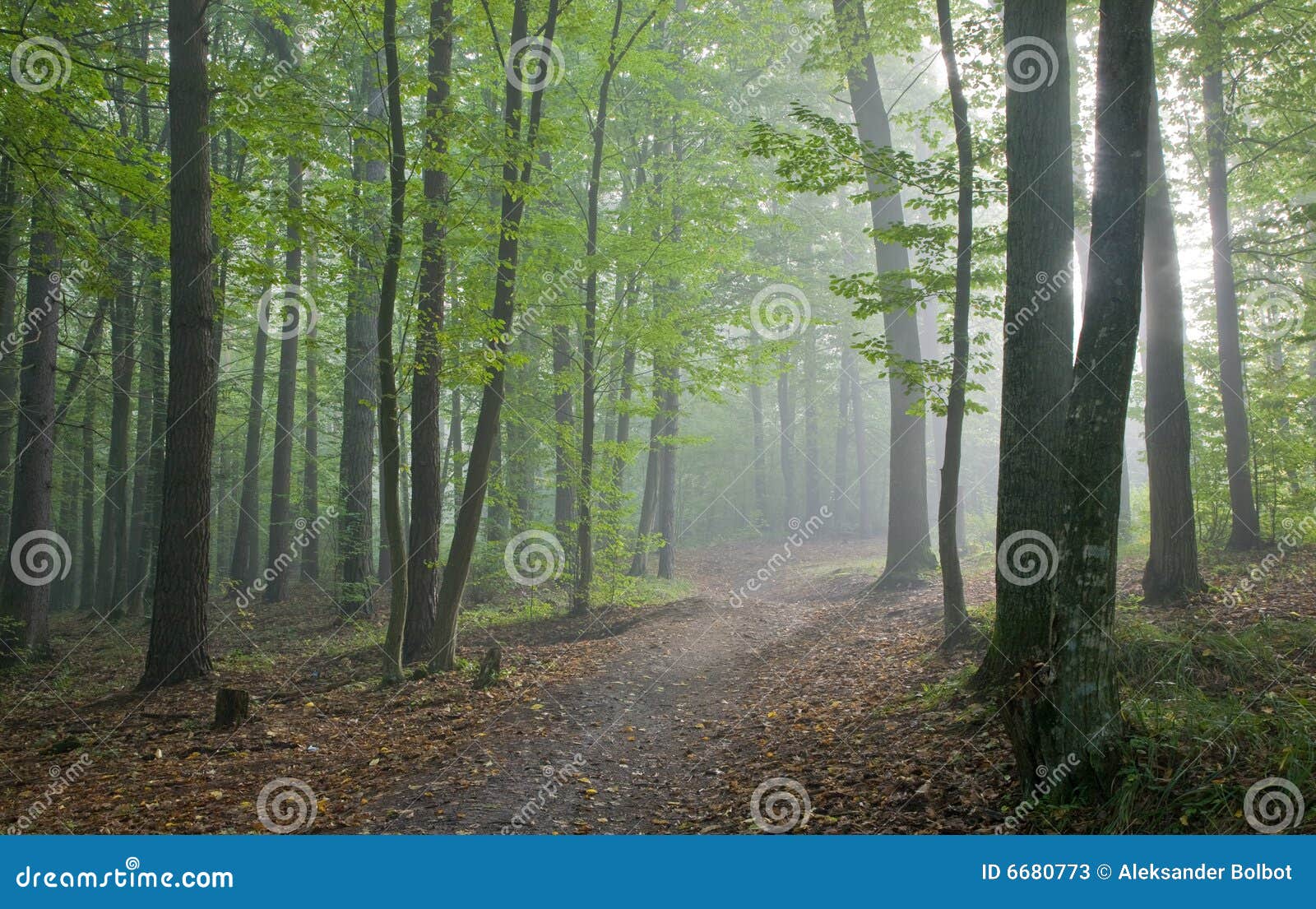 Path Crossing Misty Autumnal Forest Stock Image - Image of plant ...