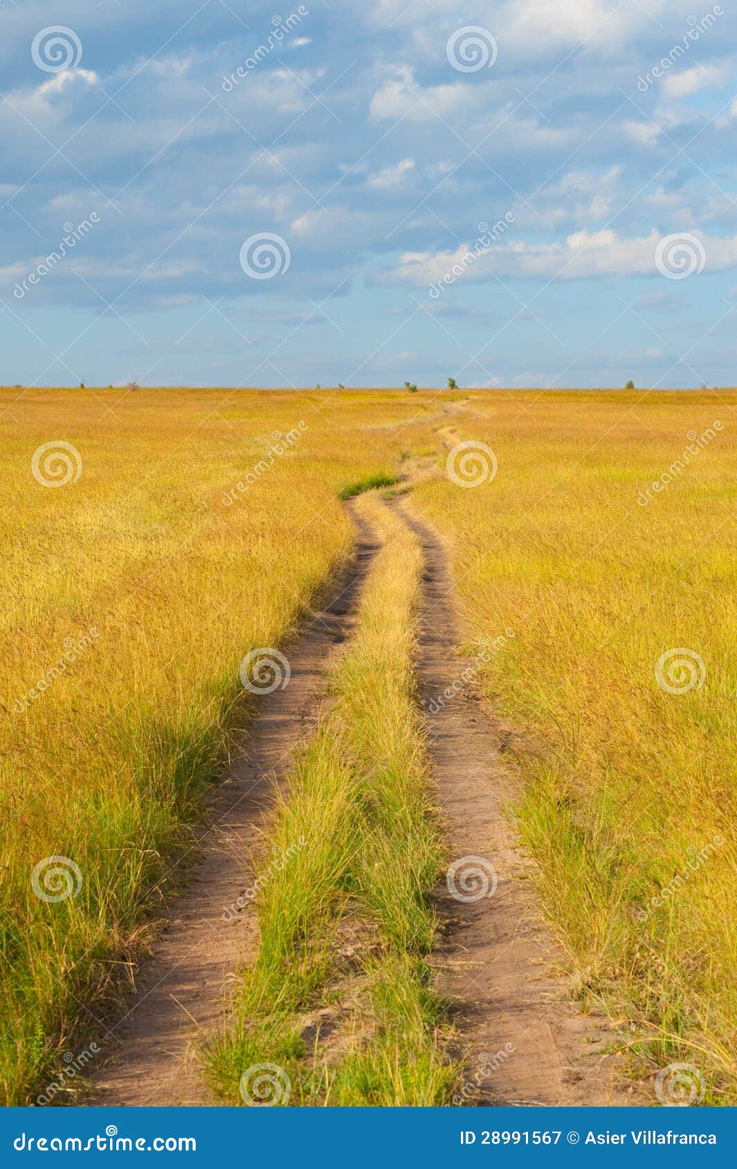 244 Savannah Pathway Stock Photos - Free & Royalty-Free Stock Photos ...