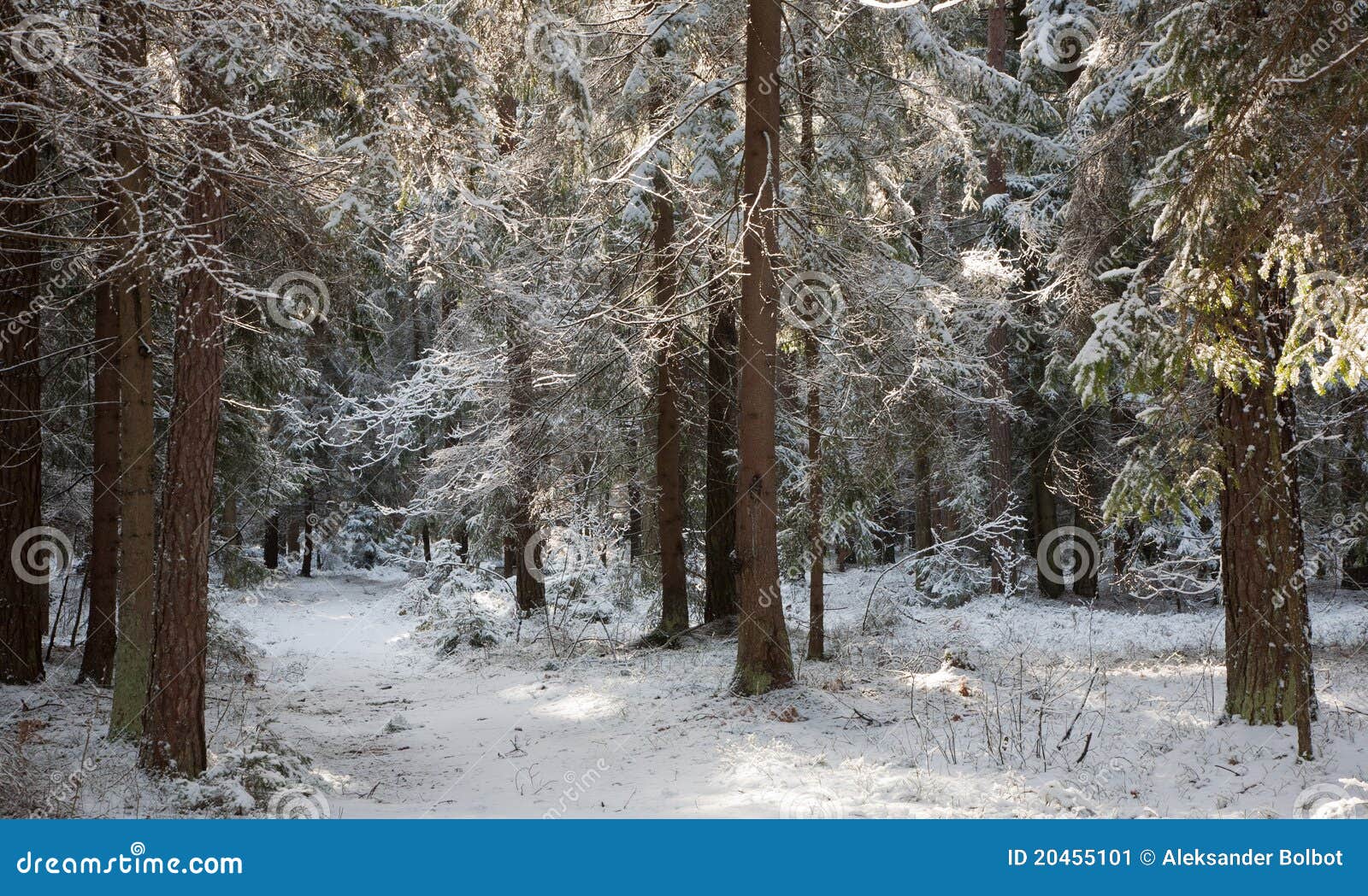 Path crossing snowy forest stock image. Image of snowy - 20455101
