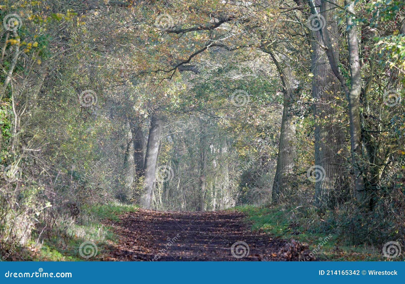 Path through Crowded Trees in a Forest Stock Photo - Image of ...