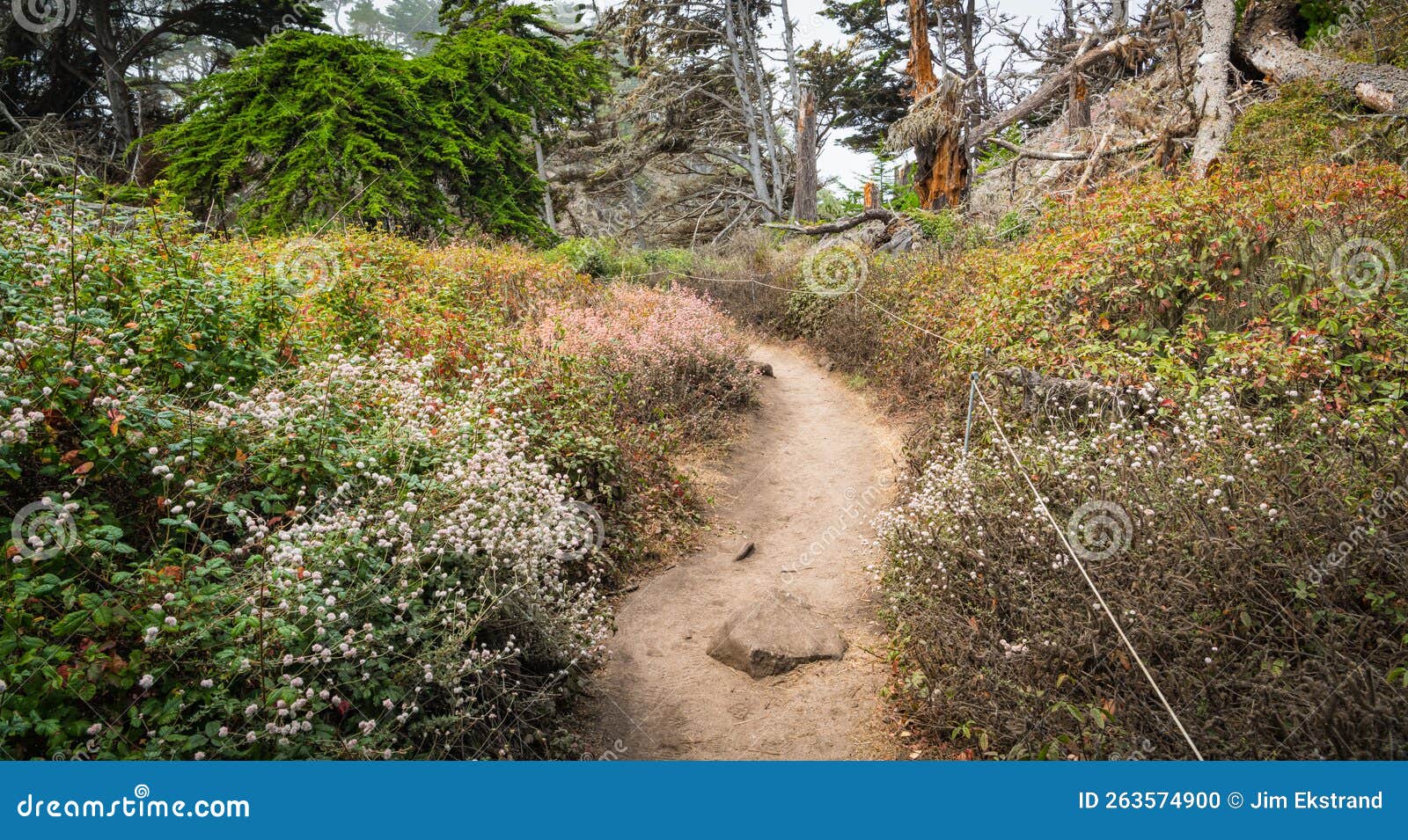 Path Curves through Wildflowers in the Forest at Point Lobos Stock ...