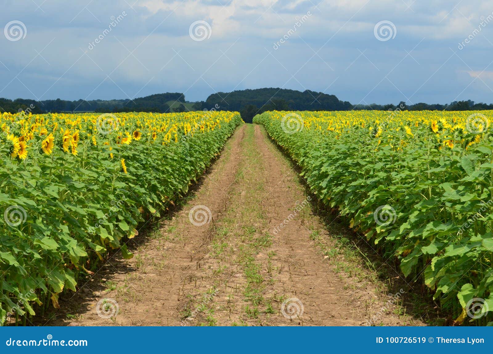 Path Cut through a Field of Blooming Yellow Sunflowers Stock Image ...