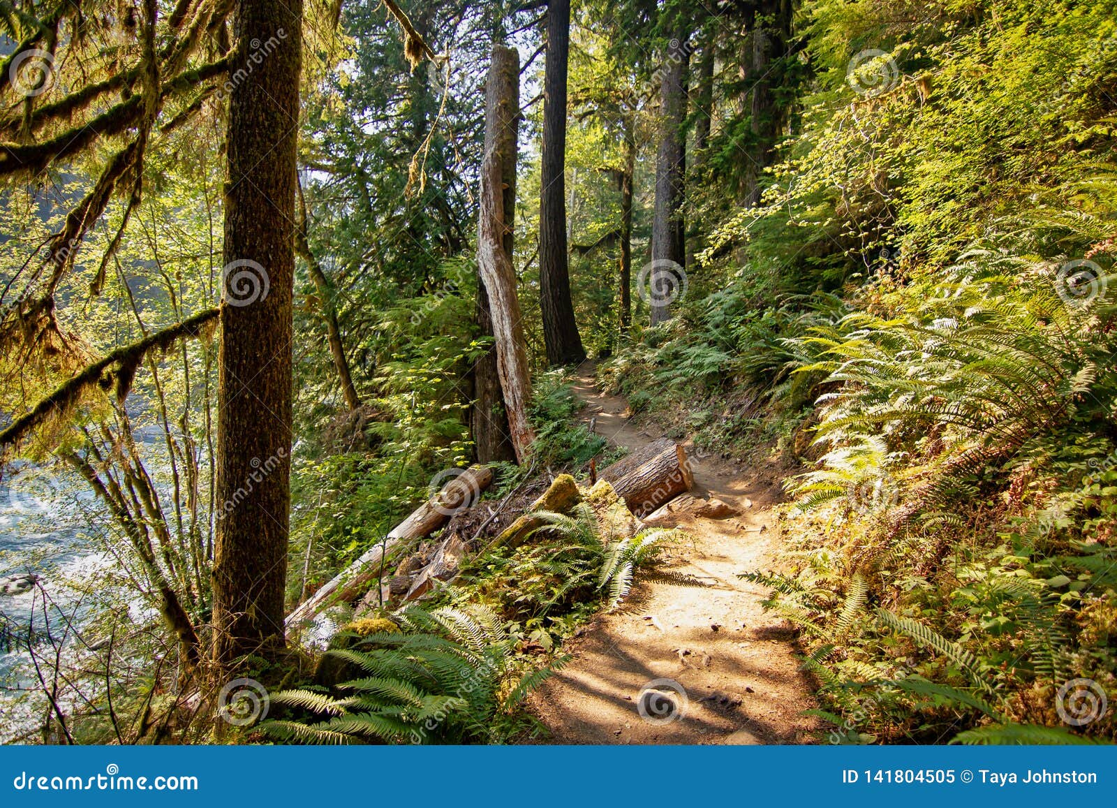 Path Cut through Forest Along River Edge in Washington Stock Image ...
