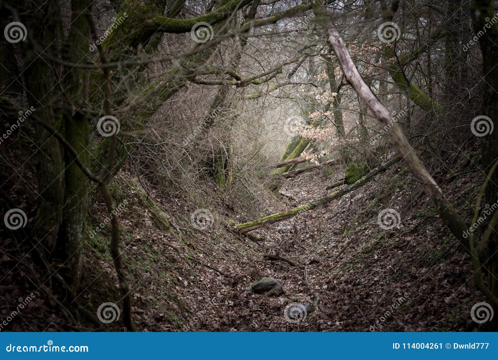 Dark forest path stock image. Image of mystery, darkness - 114004261