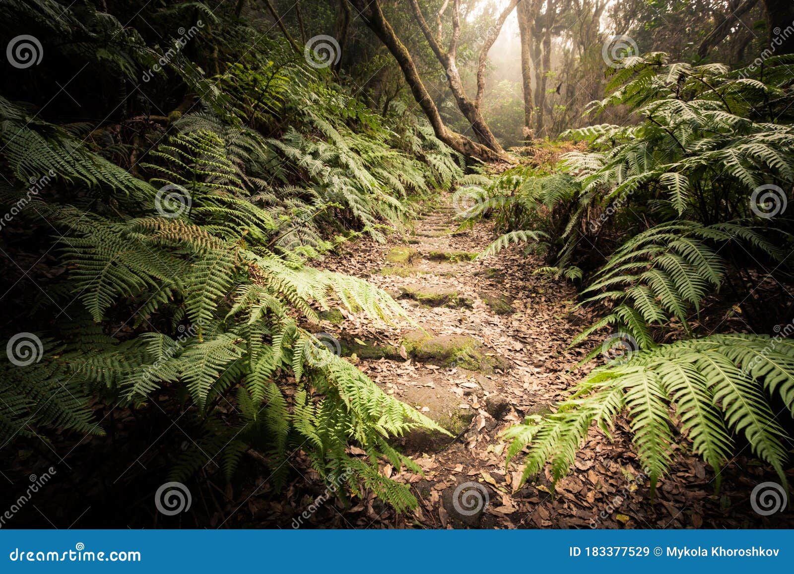 Path through a Dark Forest. Woodland Landscape Stock Image - Image of ...