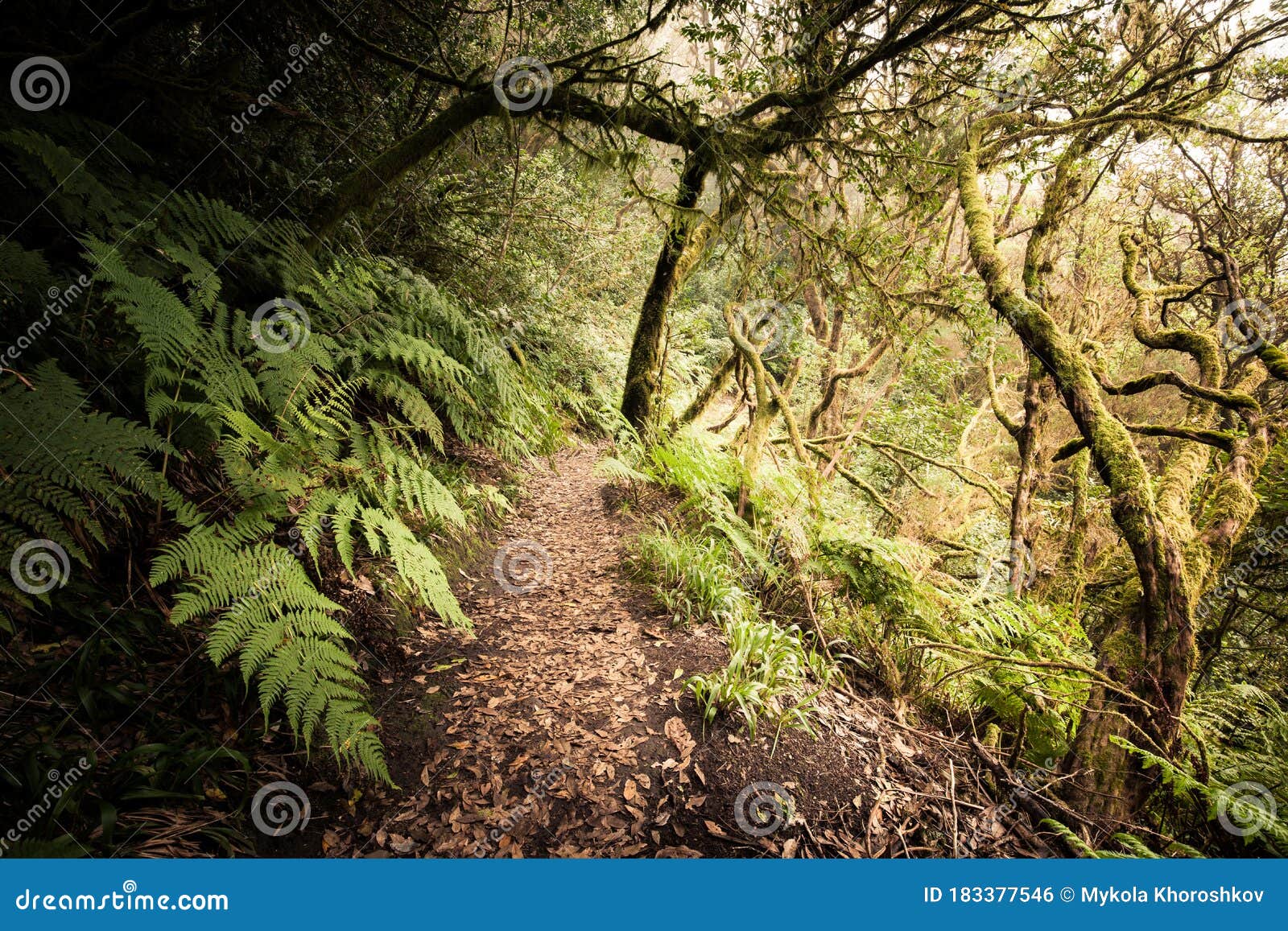 Path through a Dark Forest. Woodland Landscape Stock Photo - Image of ...