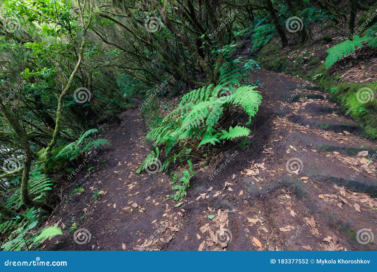 Path through a Dark Forest. Woodland Landscape Stock Photo - Image of ...