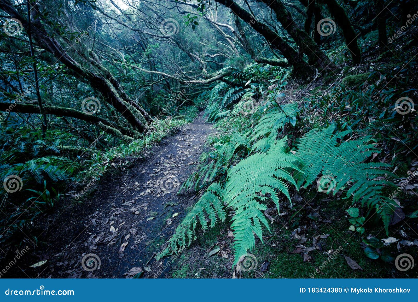 Path through a Dark Forest. Woodland Landscape Stock Photo - Image of ...