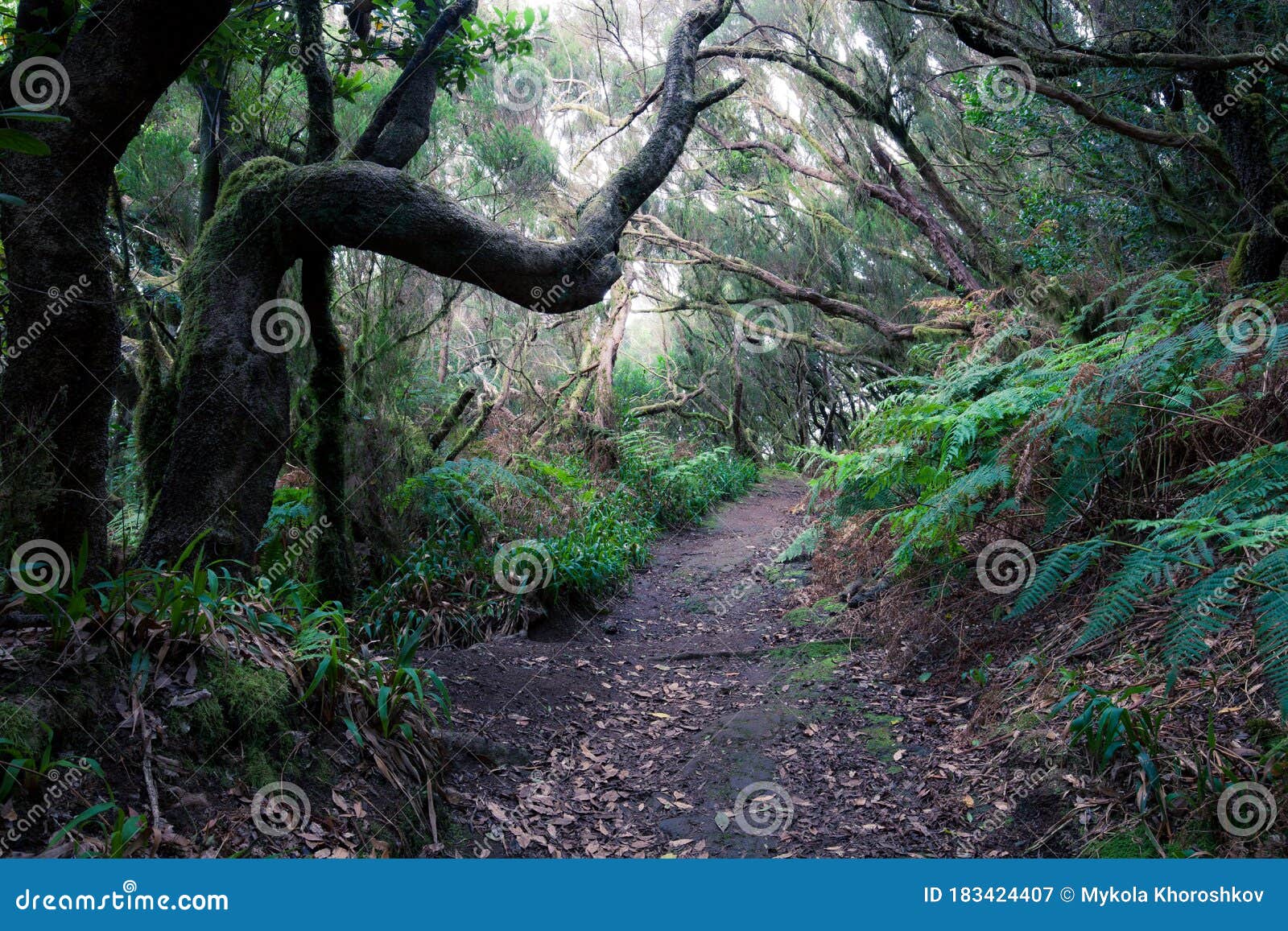 Path through a Dark Forest. Woodland Landscape Stock Image - Image of ...