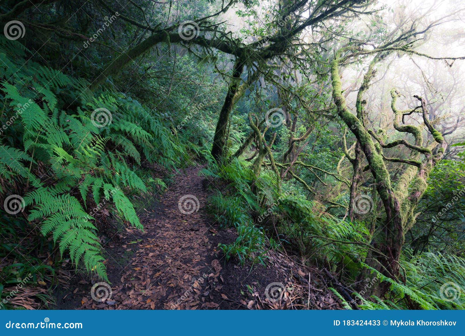 Path through a Dark Forest. Woodland Landscape Stock Image - Image of ...