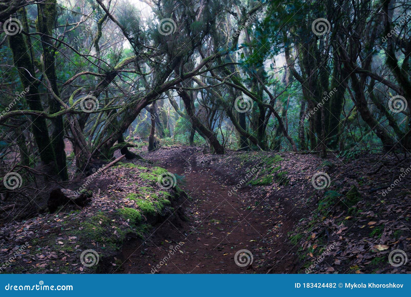Path through a Dark Forest. Woodland Landscape Stock Photo - Image of ...