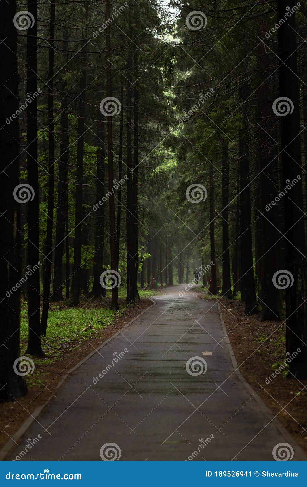 Path through a Dark Forest at Night. Dark Mysterious Forest Background ...