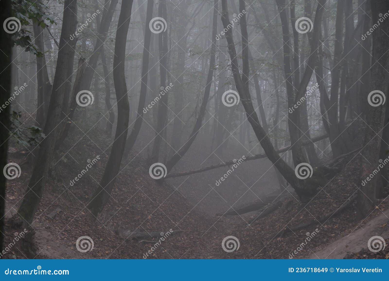 Path through a Dark Forest at Night Stock Image - Image of forest ...