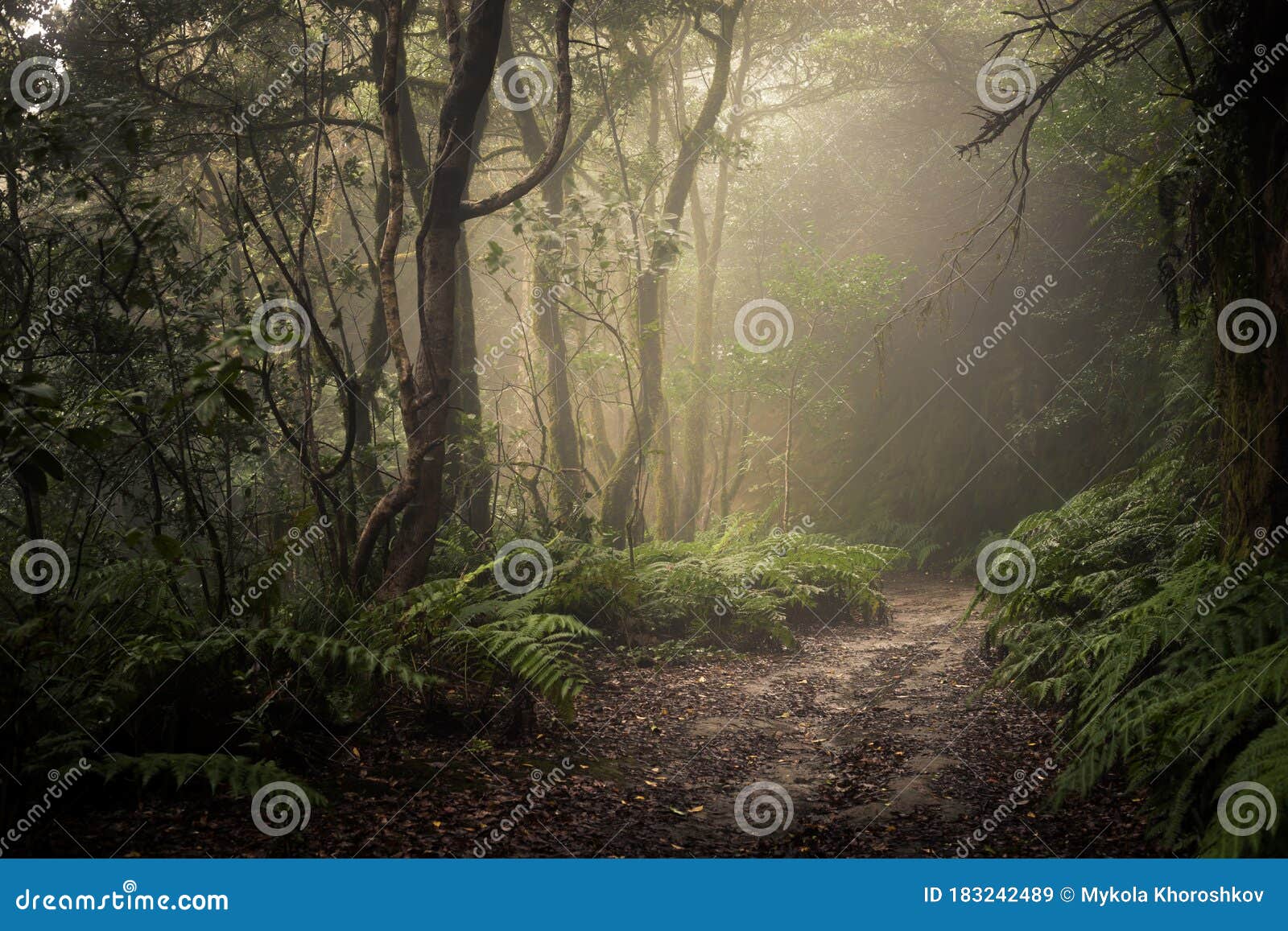 Path through a Dark Forest. Stock Image - Image of forest, evening ...