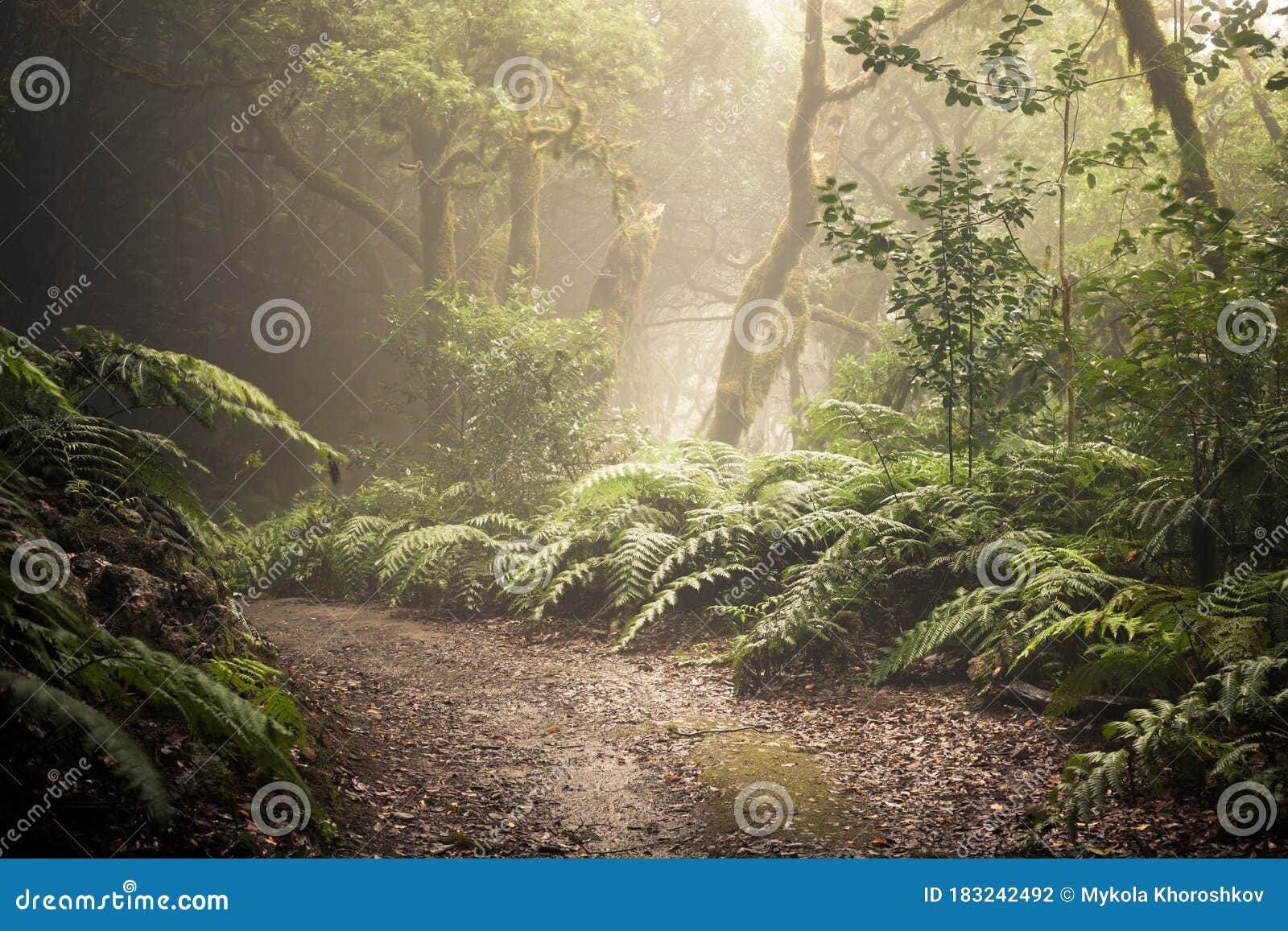 Path through a Dark Forest. Stock Photo - Image of mist, tree: 183242492
