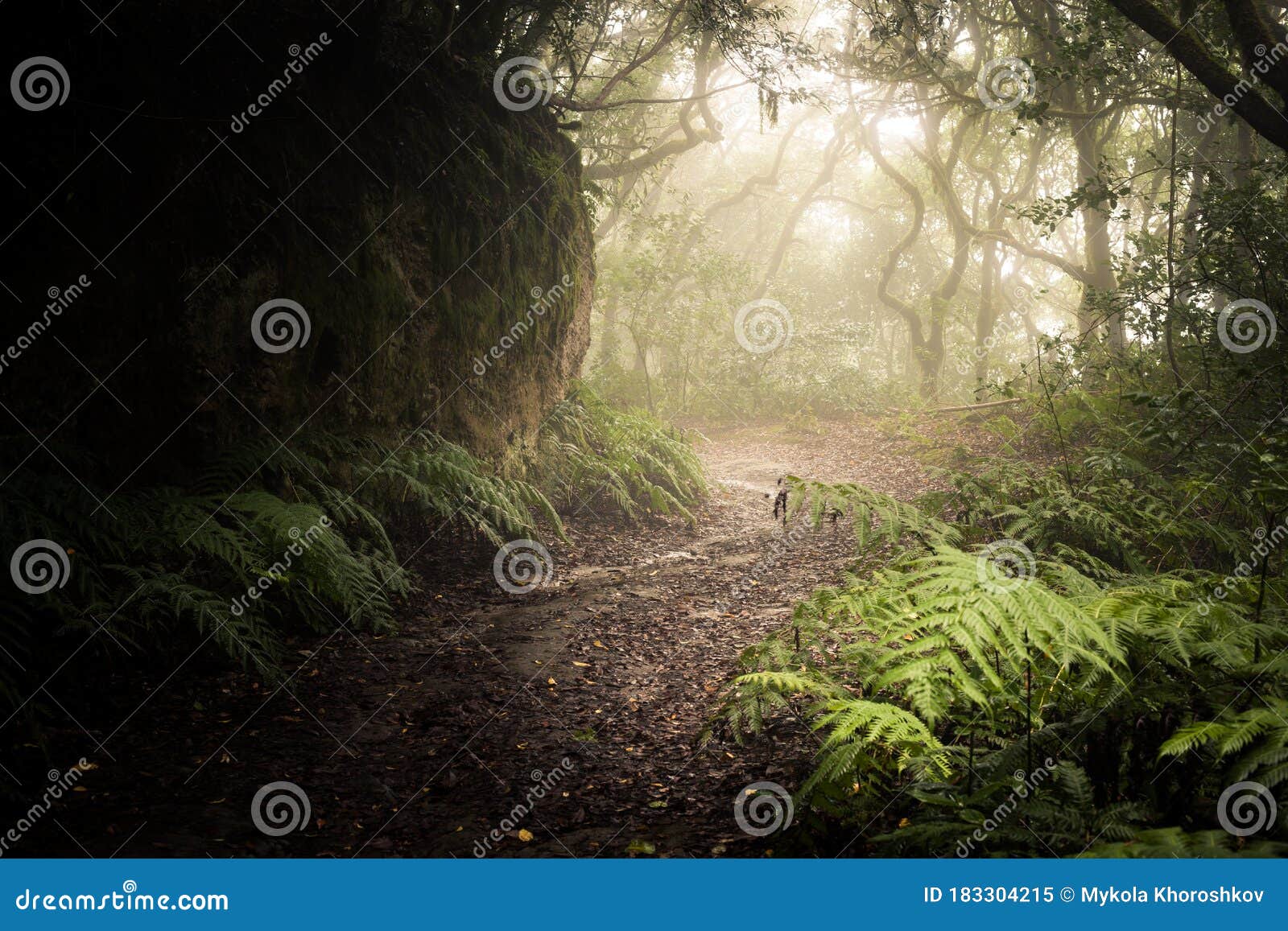 Path through a Dark Forest. Stock Image - Image of mystery, evening ...