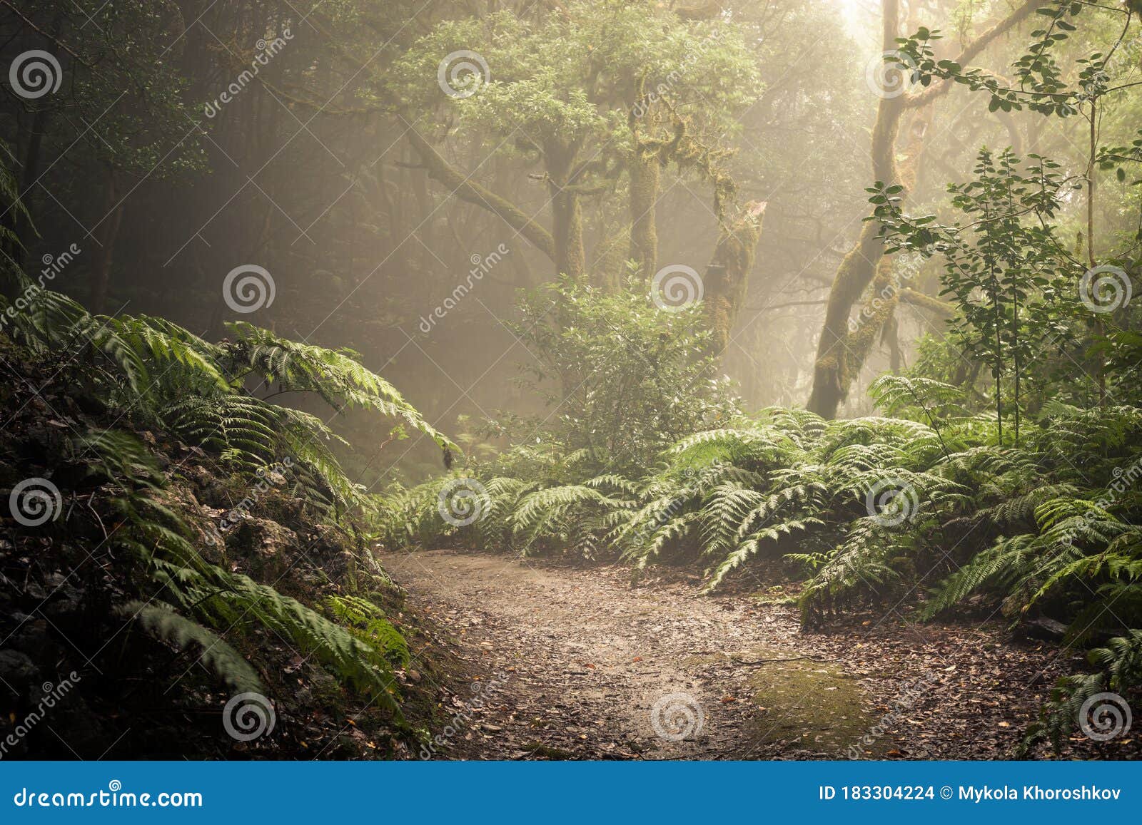 Path through a Dark Forest. Stock Photo - Image of cold, mist: 183304224