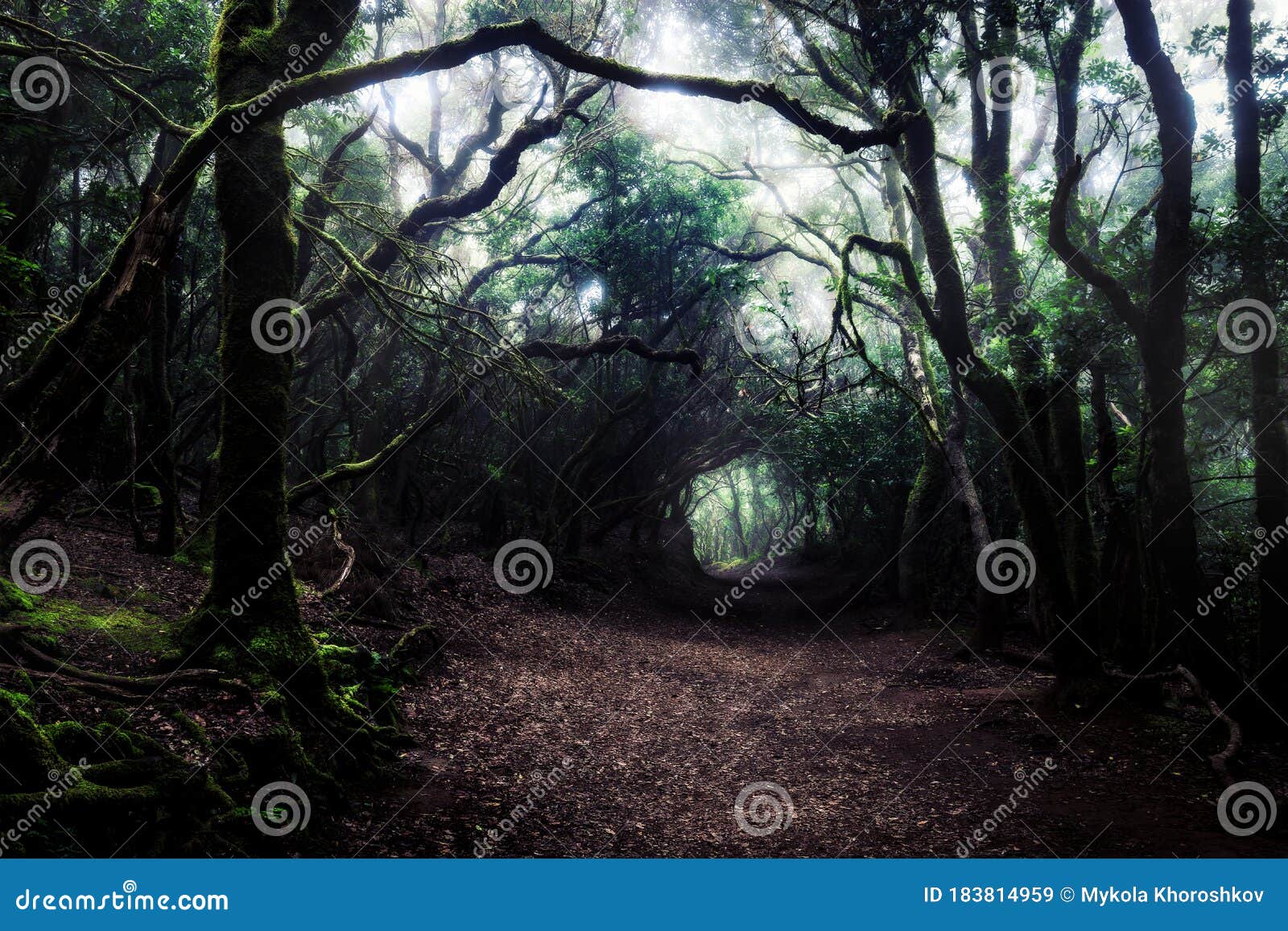 Path through a Dark Forest. Stock Image - Image of mist, mystery: 183814959