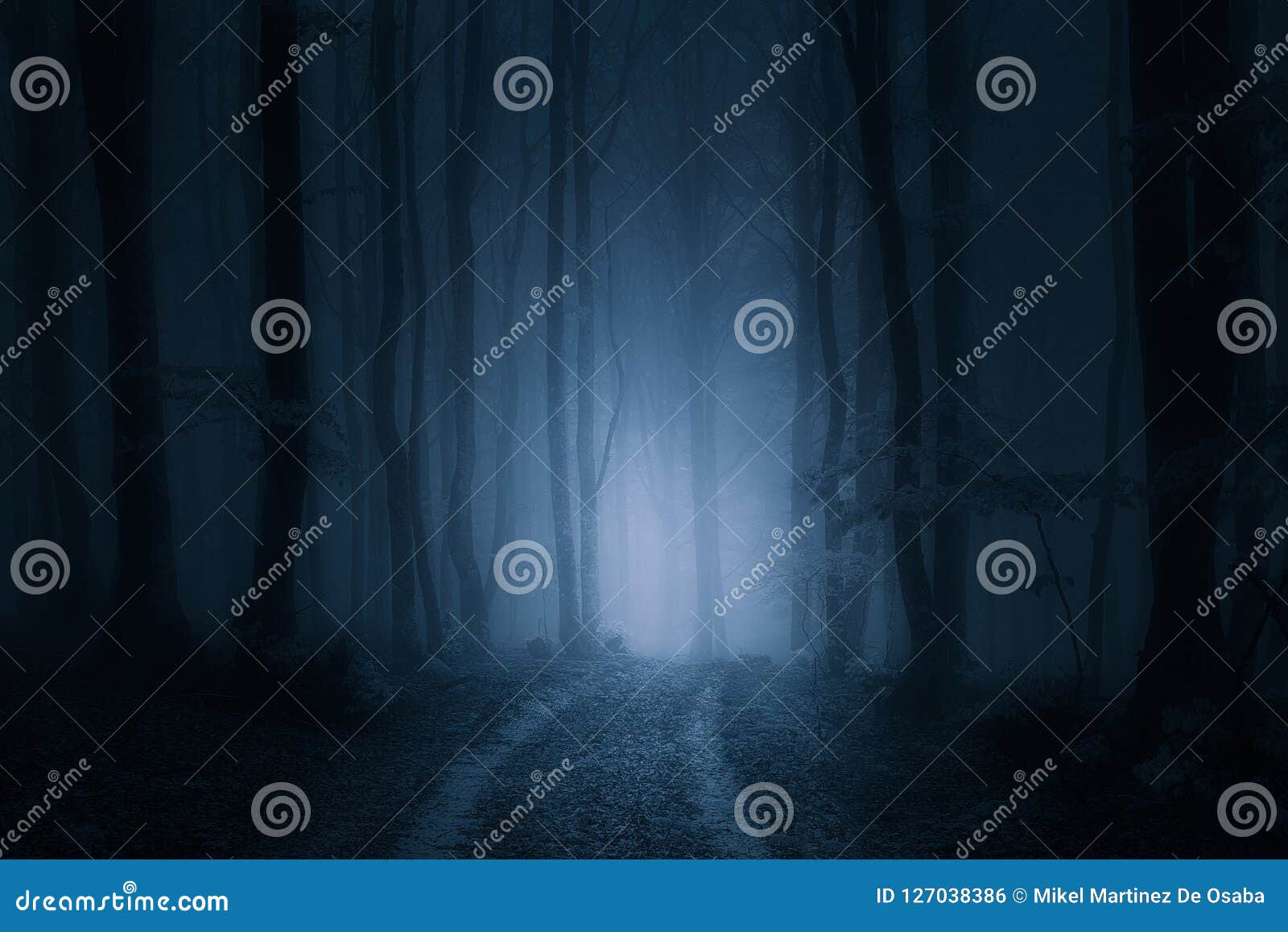 Path in dark forest stock photo. Image of moonlight - 127038386