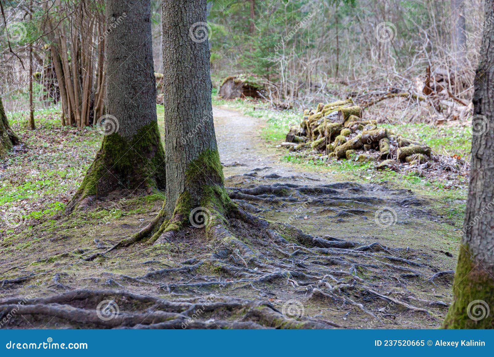 A Path through a Dark Forest with Tree Roots Stock Image - Image of ...