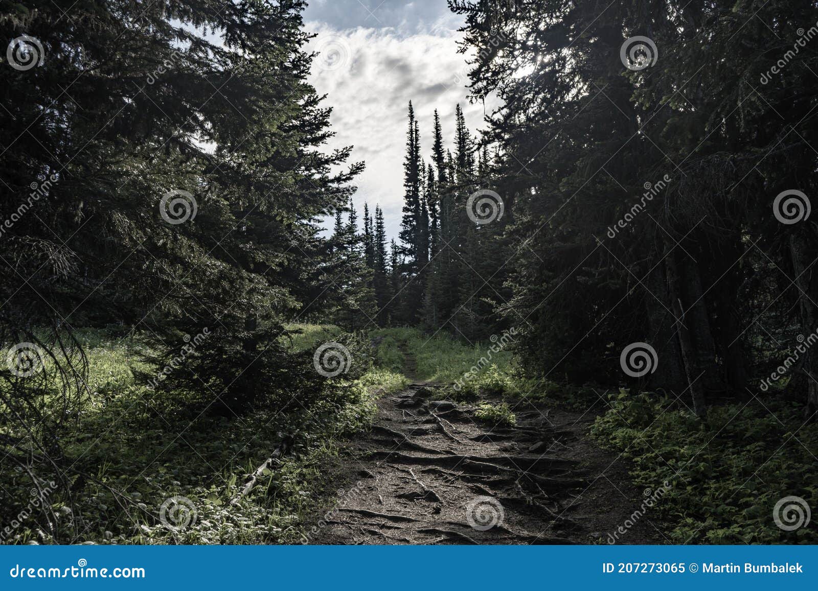 Path through the Dark Forest Stock Image - Image of path, grass: 207273065