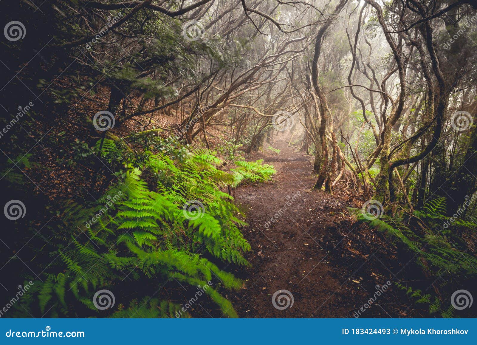 Path through a Dark Forest. Woodland Landscape Stock Image - Image of ...