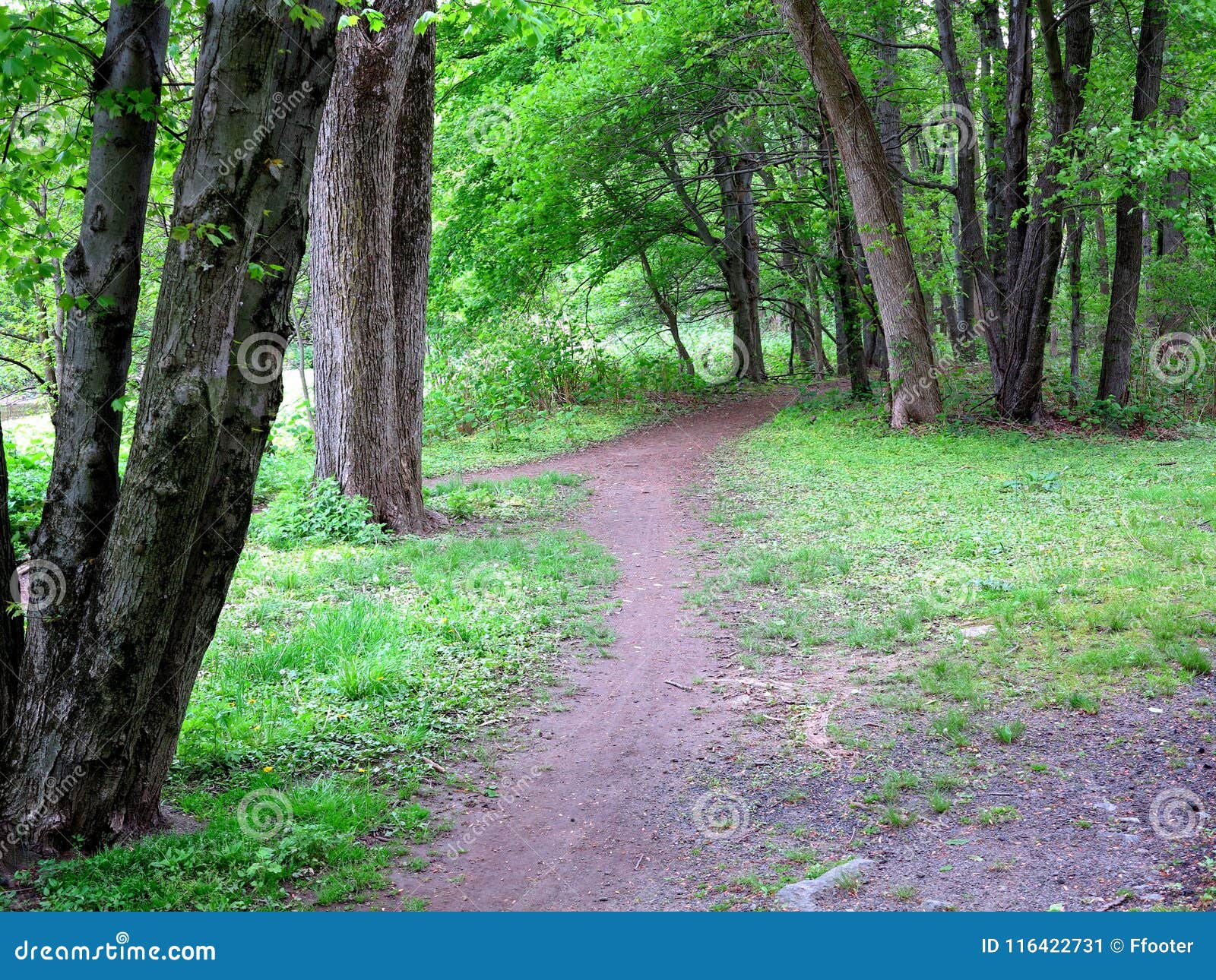Green Forest Path stock image. Image of park, road, deciduous - 116422731