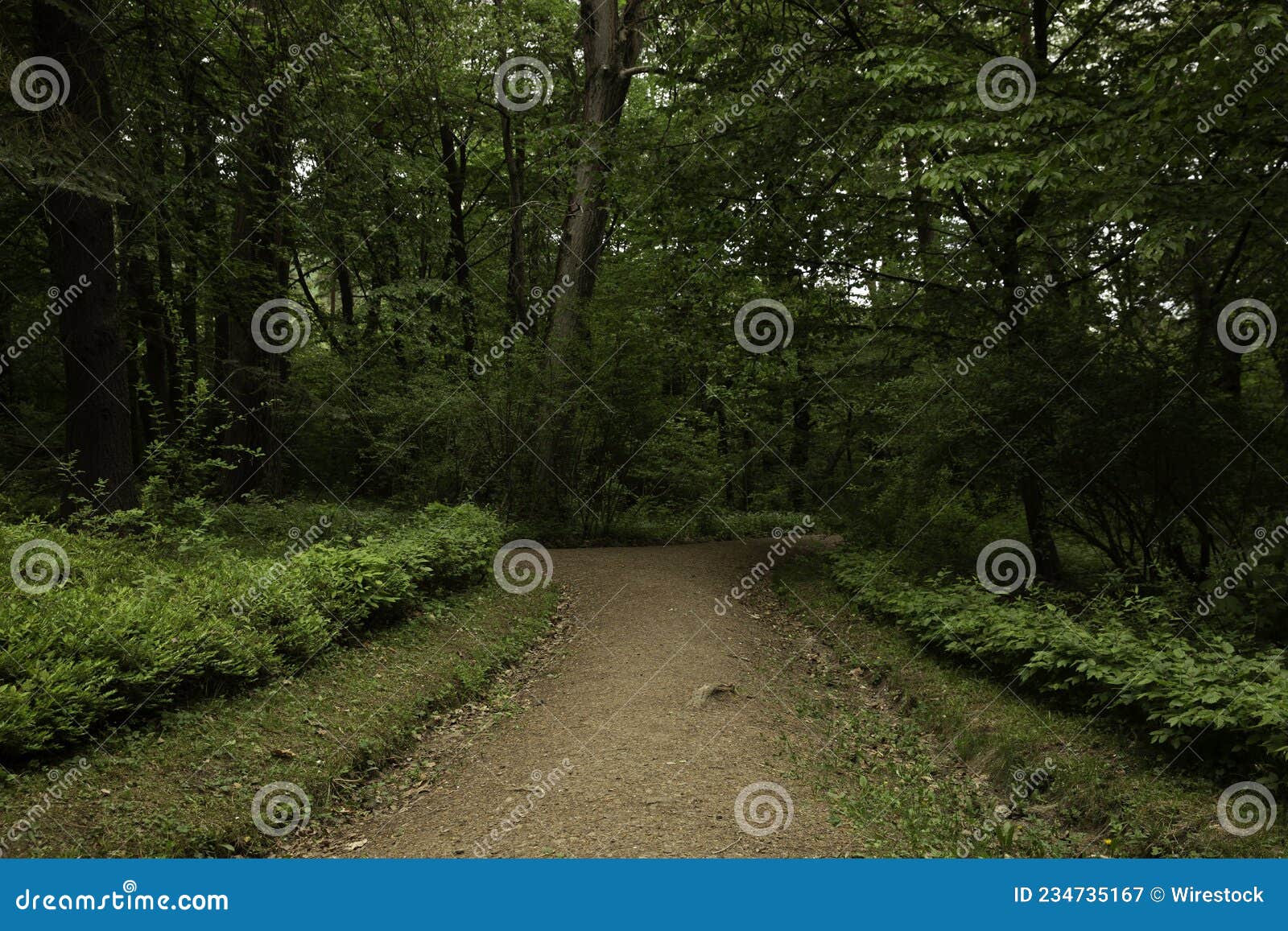 Path in the Dark Green Forest Stock Image - Image of plants, footpath: 234735167